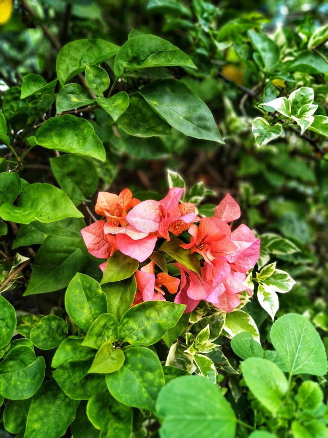 Red Bougenvil in the Garden Stock Image - Image of branch, autumn ...