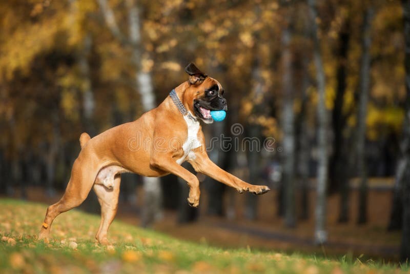 Red Boxer Dog Playing Outdoors in Autumn Stock Image - Image of brown ...