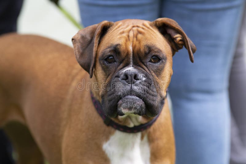 Red boxer looking forward stock photo. Image of brown - 152120220