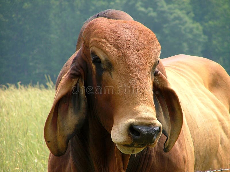 Red Brahma Bull stock photo. Image of bull, steer, herd - 1030804