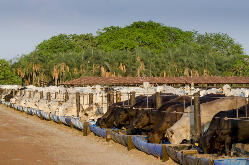 Red Brahman Cattle Feeding in Pallet Inside the Feedlot Range Stock ...