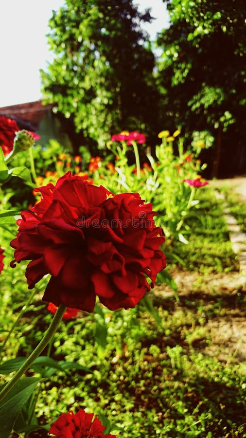 Red brain flower exotic stock photo. Image of brain - 152439270