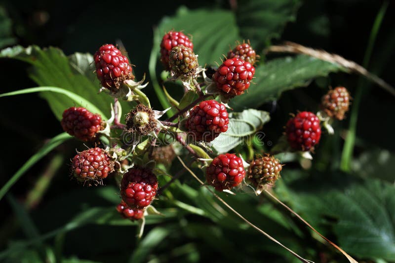 Red Brambles Bush Ripening Summer Sun Stock Photos - Free & Royalty ...