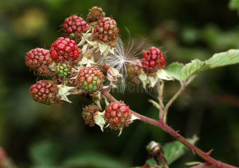 Red Brambles Bush Ripening Summer Sun Stock Photos - Free & Royalty ...