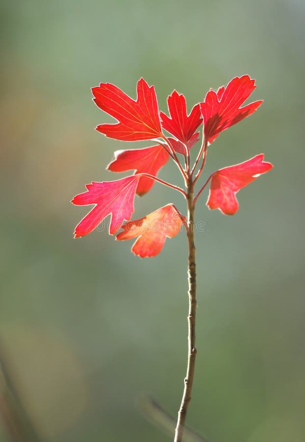 Red Branch Picture. Image: 5823956