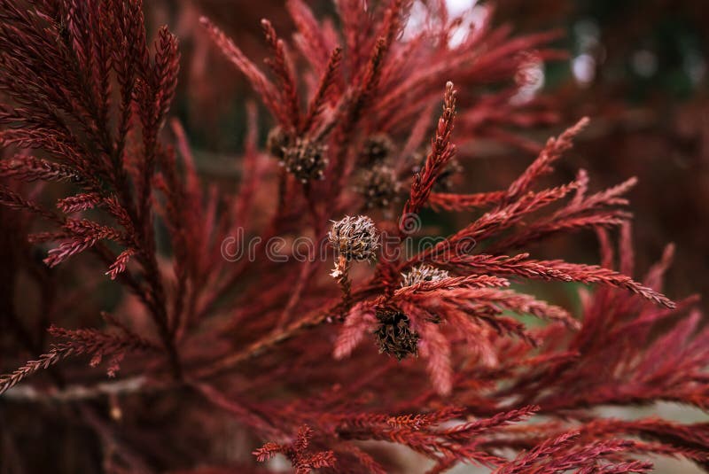 Red Branch with Cones of an Exotic Tree in the Park Stock Photo - Image ...