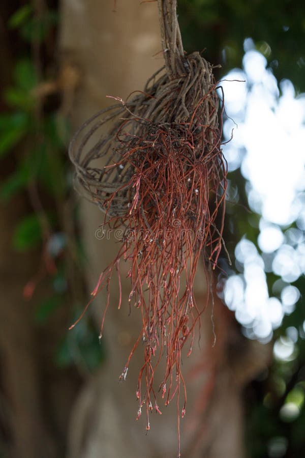 Red Branch Hanging from the Tree Stock Image - Image of little ...
