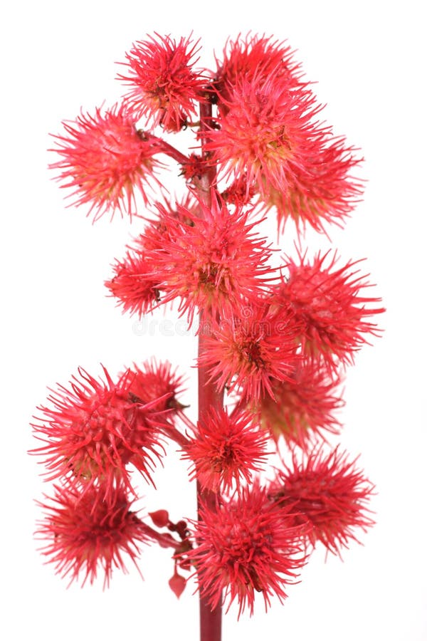 Red Branch with Inflorescence Castor Stock Photo - Image of bodies ...