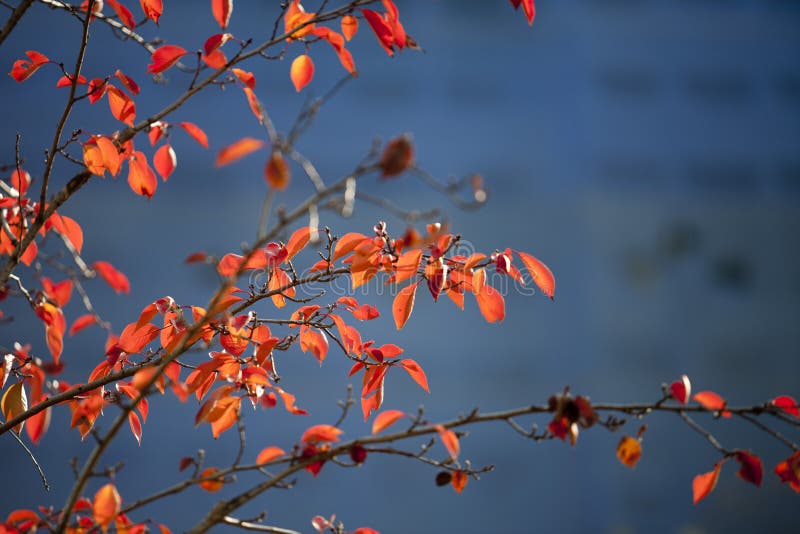 Red, Branch, Sky, Nature Picture. Image: 106444710
