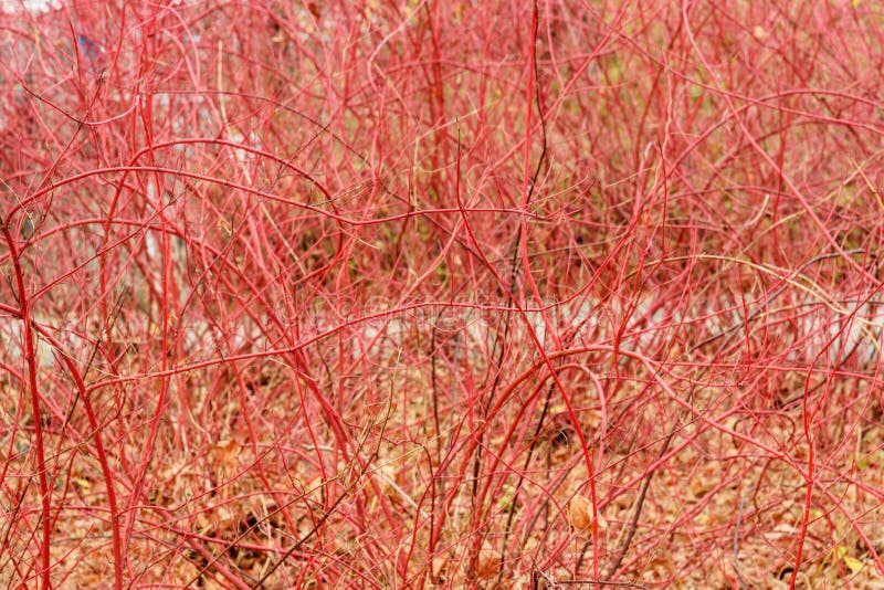 Red branches in autumn stock image. Image of beauty - 151463135