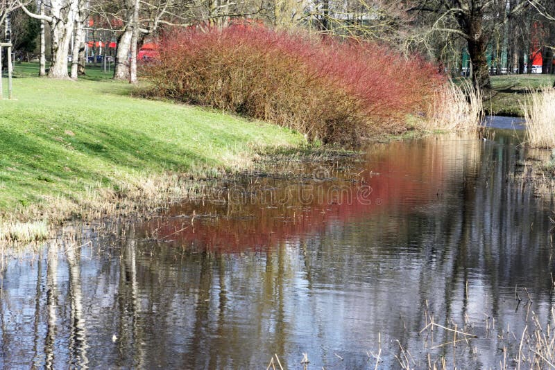 The Red Branches of the Bush are Beautifully Reflected in the River ...