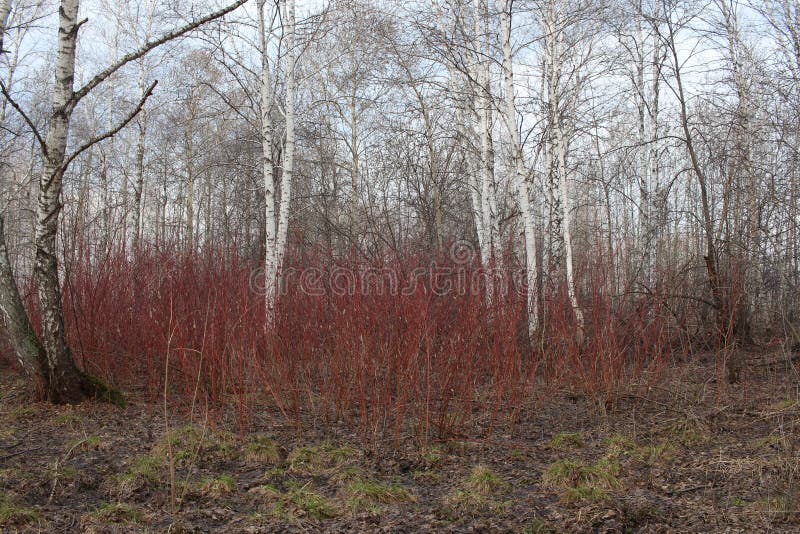 Red Branches of a Bush in the Forest in the Spring in a Thicket of ...