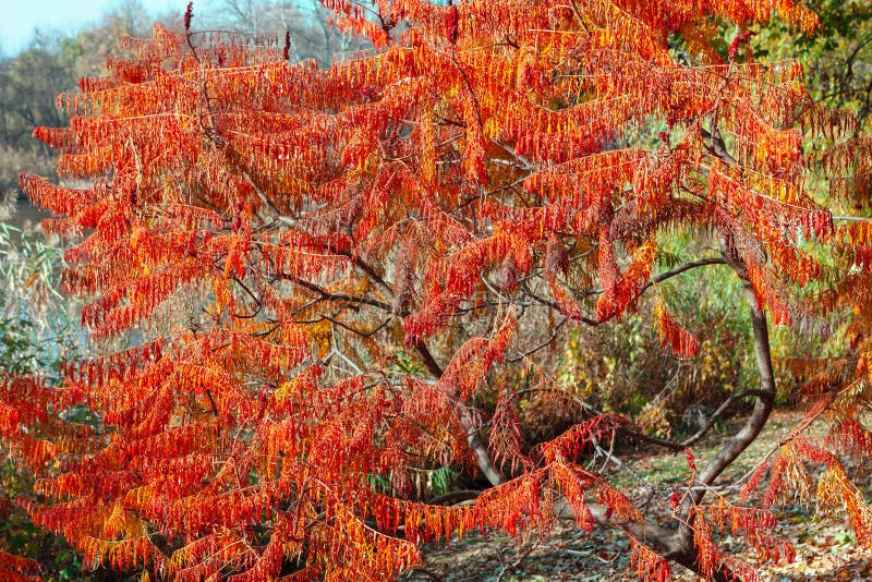 Red branches in fall stock photo. Image of exotic, bright - 254847970