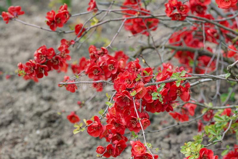 Red Branches of Flowering Quince Stock Photo - Image of nature, garden ...