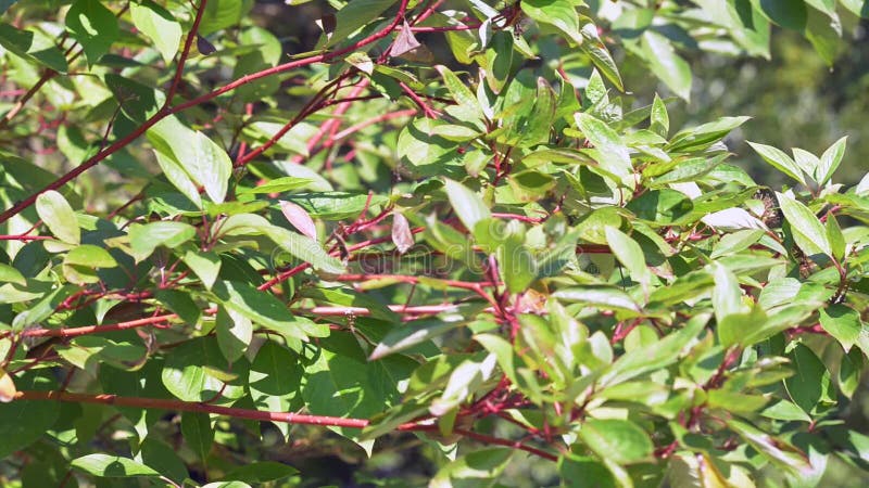 Red Branches with Green Leaves Stock Footage - Video of tree, spring ...