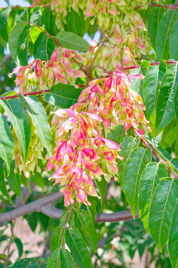 Red branches on a tree stock photo. Image of isolation - 122318350