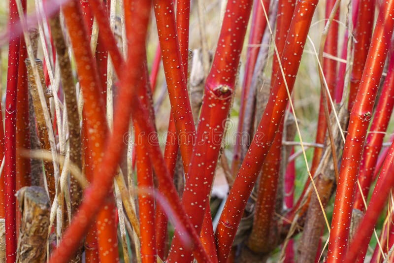 Red branches stock photo. Image of park, group, outdoor - 71400372
