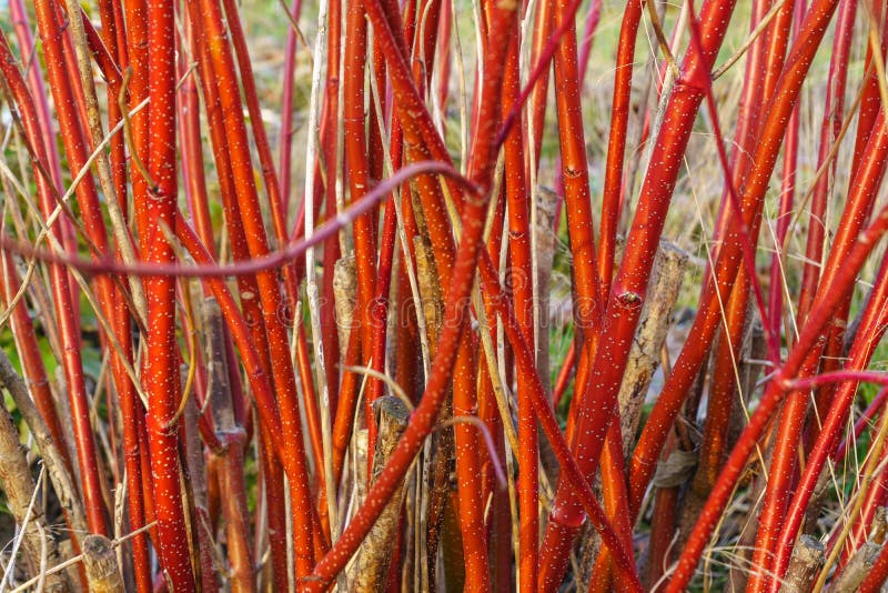 Red branches stock image. Image of organic, forest, plant - 71400601