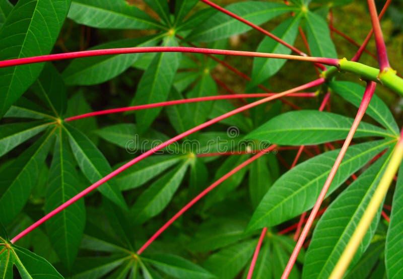 Red Branches of a Tree with Green Leaves Stock Photo - Image of leaves ...