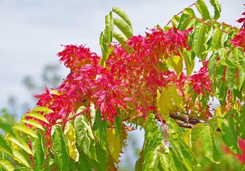 Red branches on a tree stock photo. Image of grand, autumn - 121575430