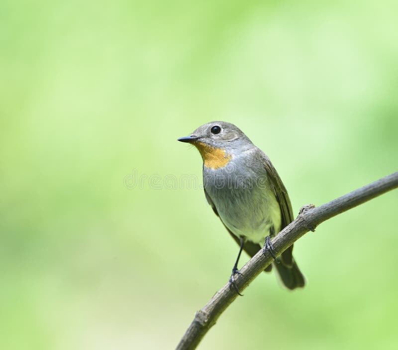 Red-breasted Flycatcher stock image. Image of looking - 40771213