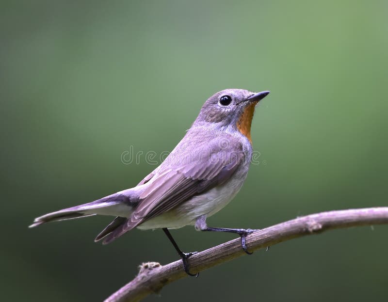Red-breasted Flycatcher stock photo. Image of birds, foraging - 40825812