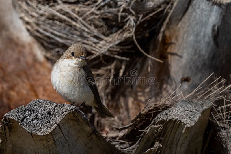 Red-breasted Flycatcher, Ficedula Parva, Agadir, Morocco Stock Photo ...