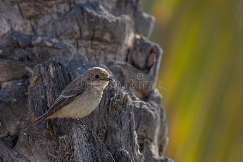 Red-breasted Flycatcher, Ficedula Parva, Agadir, Morocco Stock Image ...