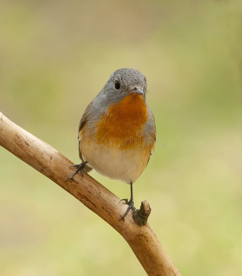 Red-breasted Flycatcher (Ficedula Parva) Stock Photo - Image of birds ...