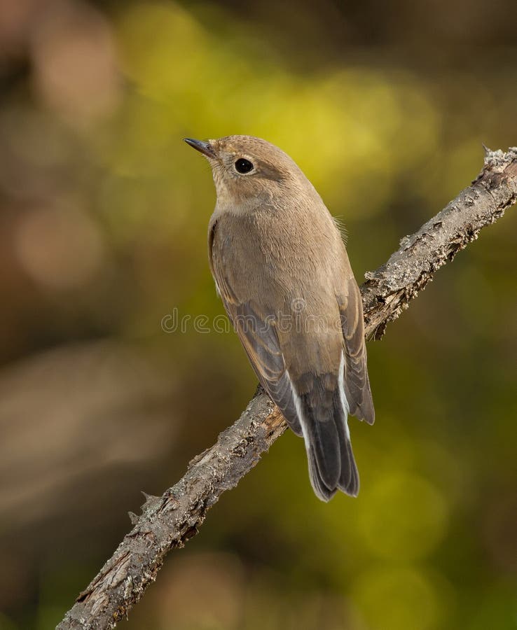 Red-breasted Flycatcher (Ficedula Parva) Stock Photo - Image of bird ...