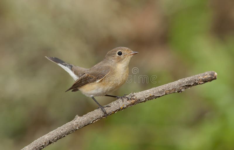 Red-breasted Flycatcher (Ficedula Parva) Stock Image - Image of tree ...