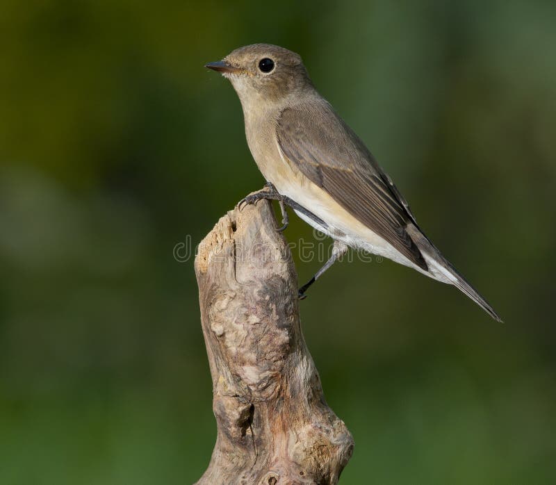 Red-breasted Flycatcher (Ficedula Parva) Stock Photo - Image of natural ...