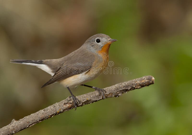 654 Ficedula Parva Stock Photos - Free & Royalty-Free Stock Photos from ...