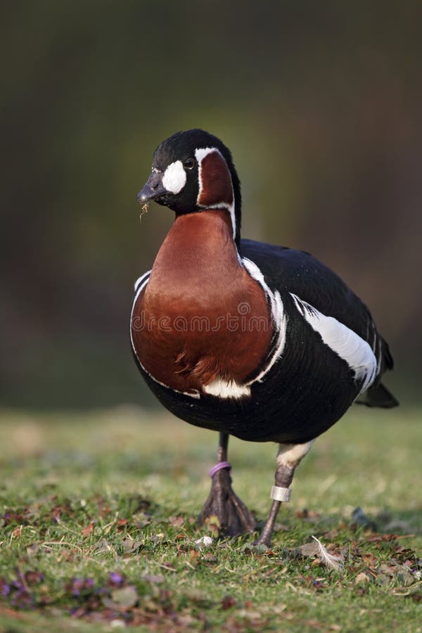 Red-breasted Goose (Branta Ruficollis) Stock Image - Image of breasted ...