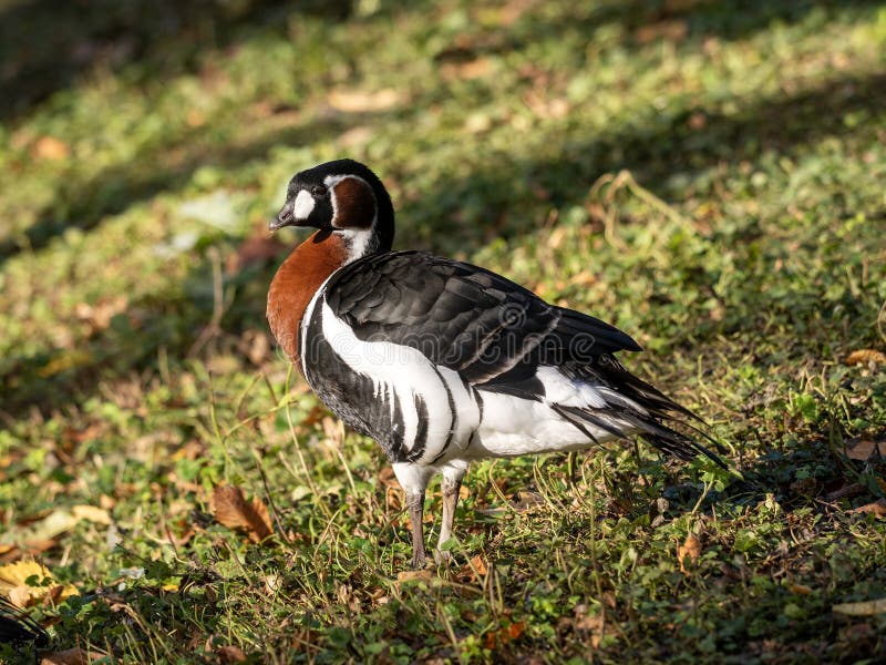 Red-breasted Goose, Branta Ruficollis, is Probably the Most Brightly ...