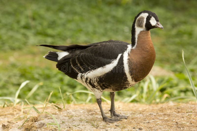 The Red-breasted Goose Branta Ruficollis. Stock Photo - Image of ...