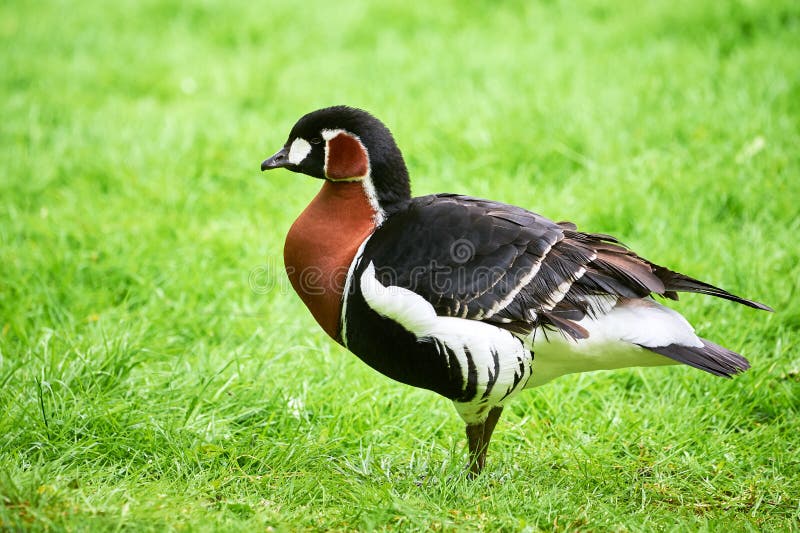 Red-breasted Goose Close-up Branta Ruficollis Stock Image - Image of ...