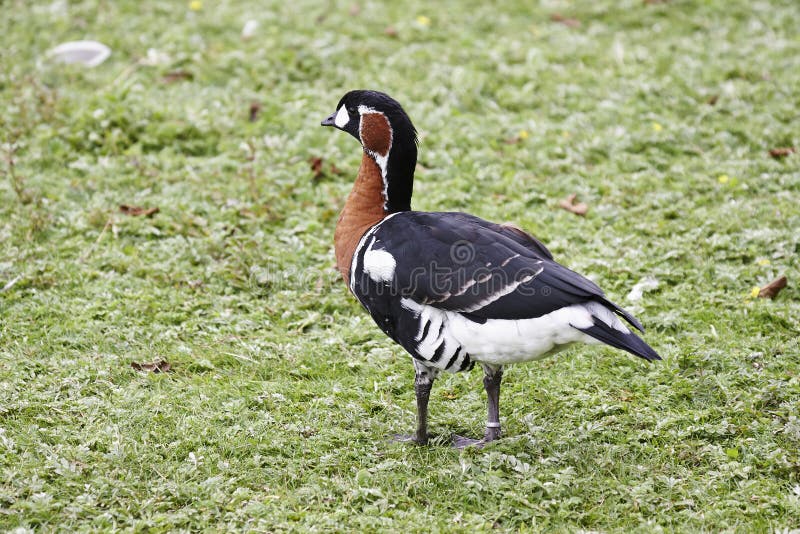 A Red-breasted Goose, Branta Ruficollis at Jersey Zoo Stock Image ...