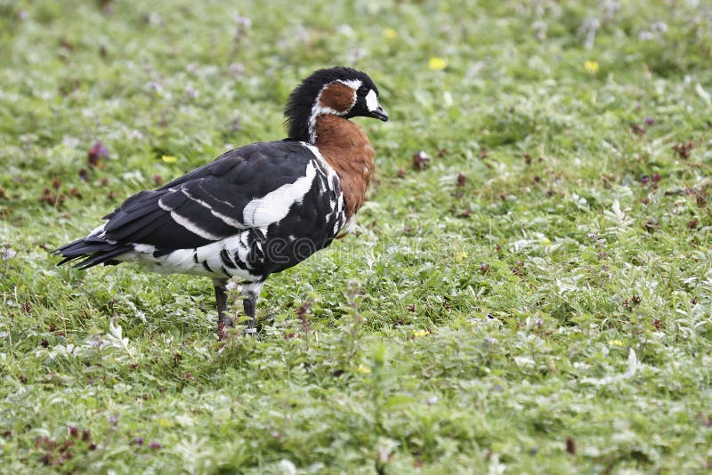 A Red-breasted Goose, Branta Ruficollis at Jersey Zoo Stock Image ...