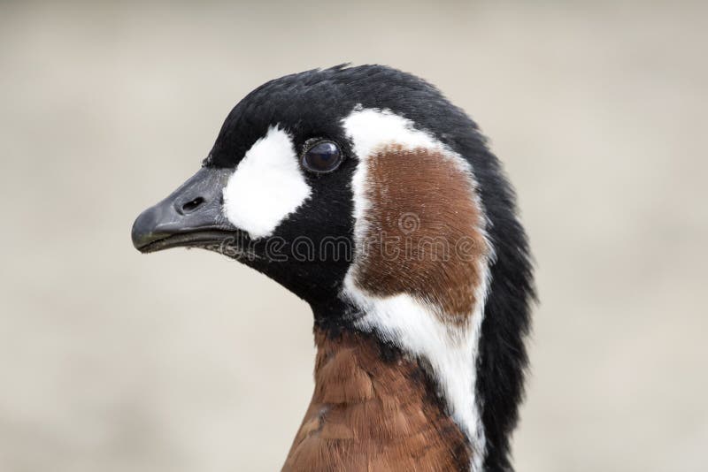 Red-Breasted Goose stock image. Image of fowl, single - 44535193