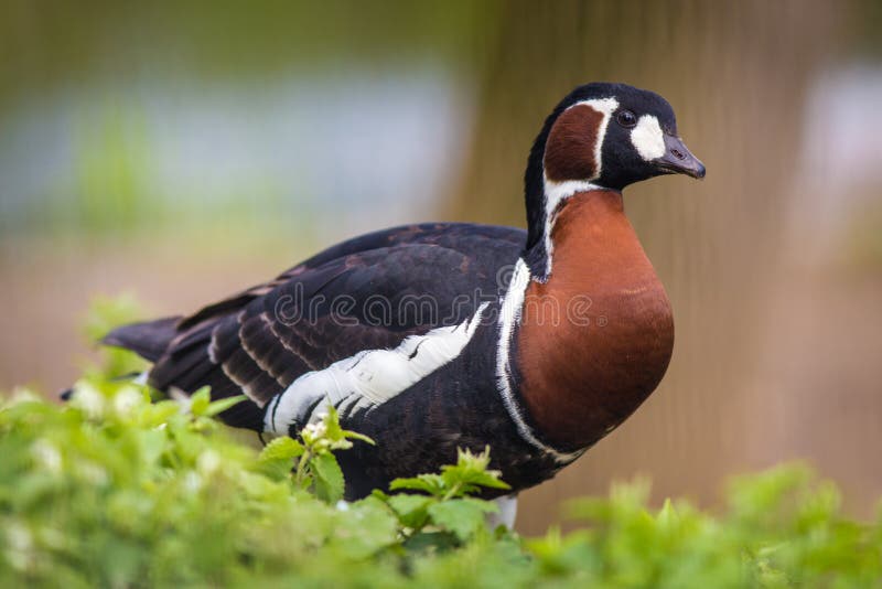 A Red-breasted Goose, Branta Ruficollis at Jersey Zoo Stock Image ...