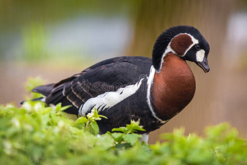 Red-breasted Goose Portrait in Nature Stock Image - Image of asia ...