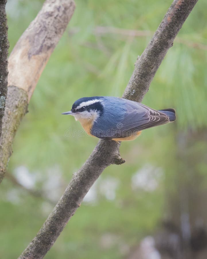 Red-Breasted Nuthatch stock image. Image of small, bill - 29056457