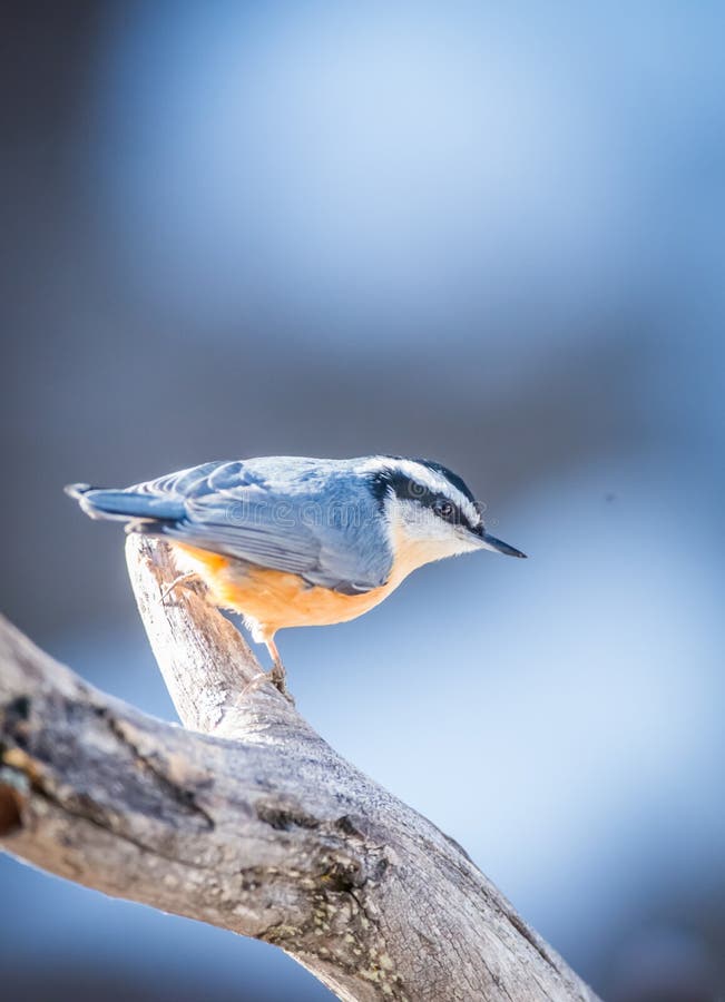 Red-breasted Nuthatch stock photo. Image of nuthatch - 275563162