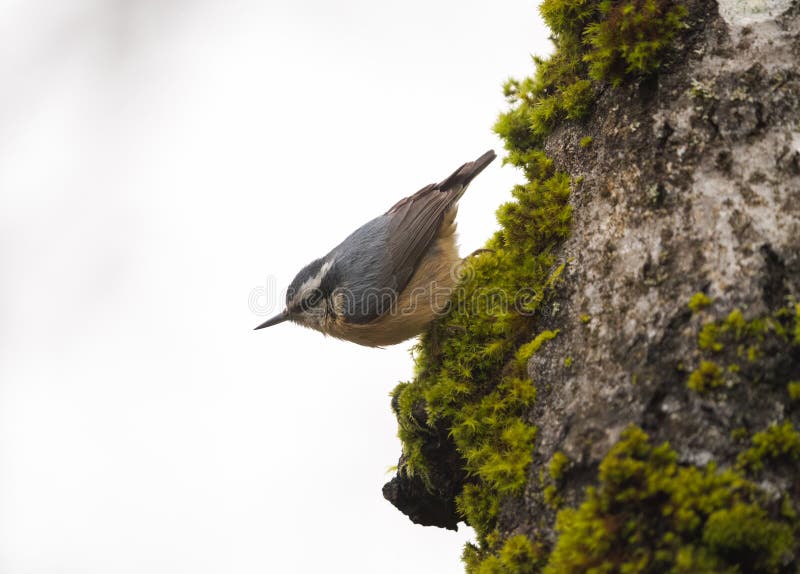 Red Breasted Nuthatch Feeding in Forest Stock Image - Image of forest ...
