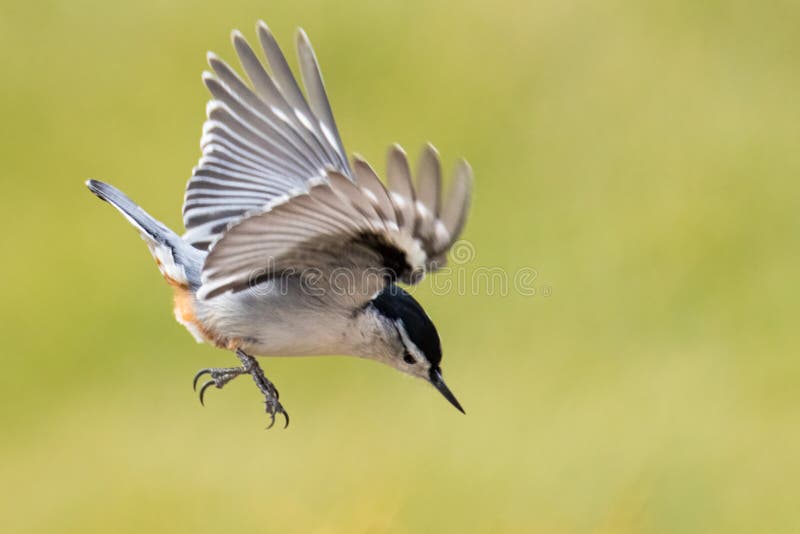 Red-Breasted Nuthatch in Flight Against a Green Background Stock Image ...