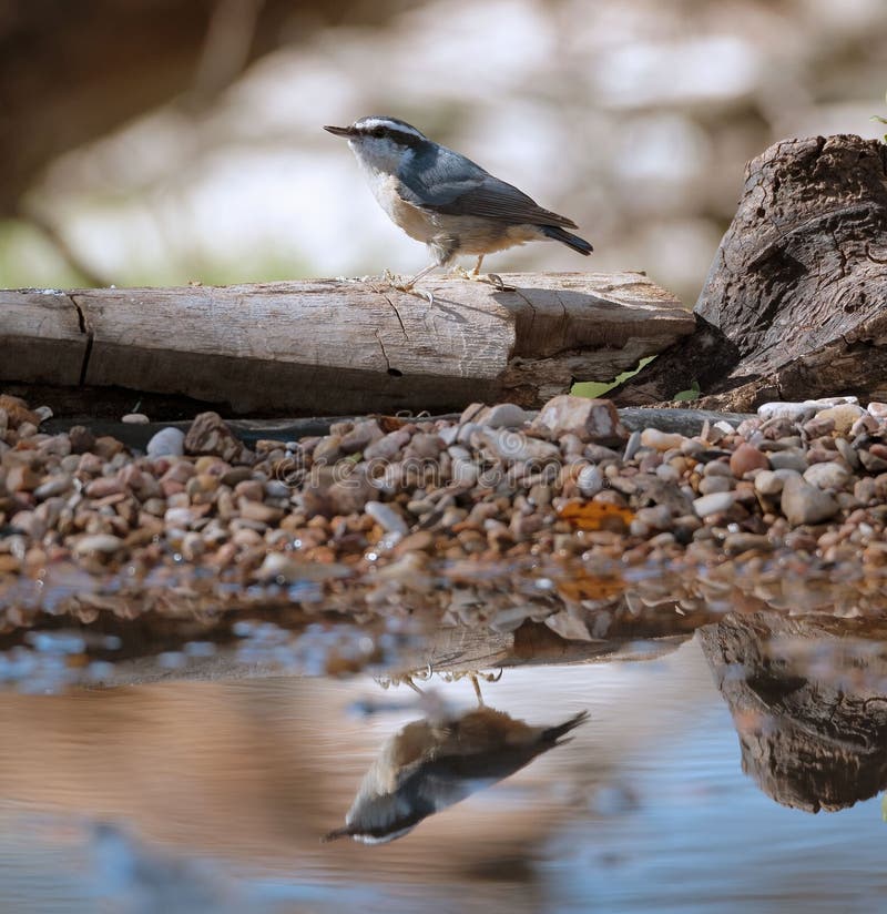 Red-breasted Nuthatch Reflected on the Water S Surface. Sitta ...
