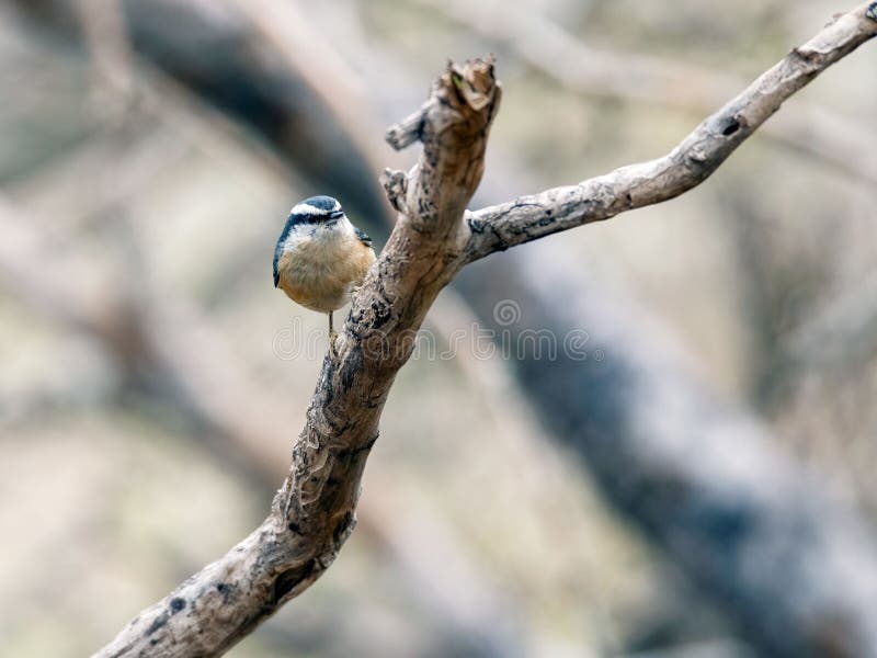 Red-breasted Nuthatch on a Tree Branch. Stock Image - Image of ...