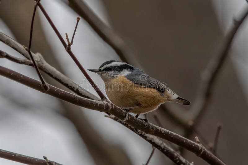 Red-breasted Nuthatch on Tree Branch Stock Image - Image of feather ...