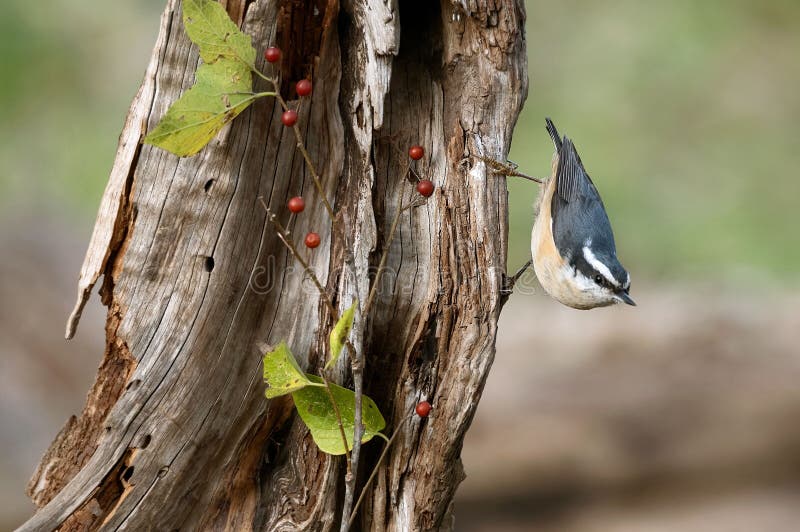 Red-breasted Nuthatch on a Tree Trunk. Sitta Canadensis Stock Photo ...
